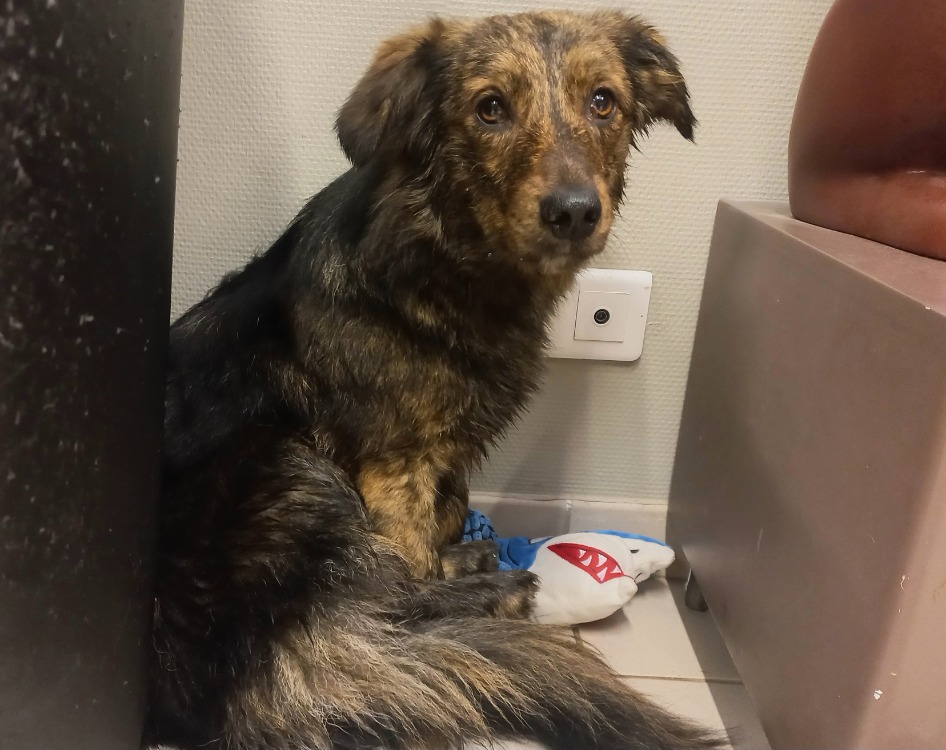 Spa Nancy Chien Adopternull