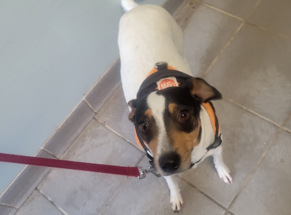 Adopter Abba (réservée), Chien - La SPA - Refuge de Le Garric – Albi