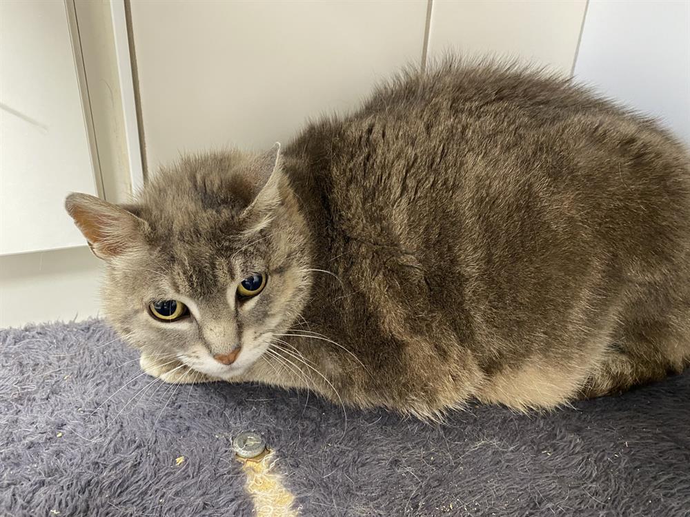 Adopter BICHETTE, Chat - La SPA - Refuge de Pornic – Saint-Père en Retz