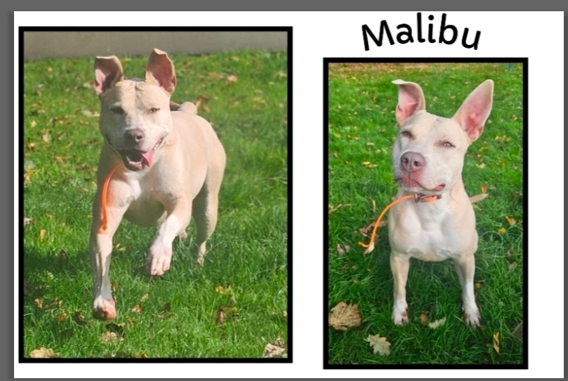 Adopter MALIBU, Chien - La SPA - Refuge du Cotentin – Cherbourg