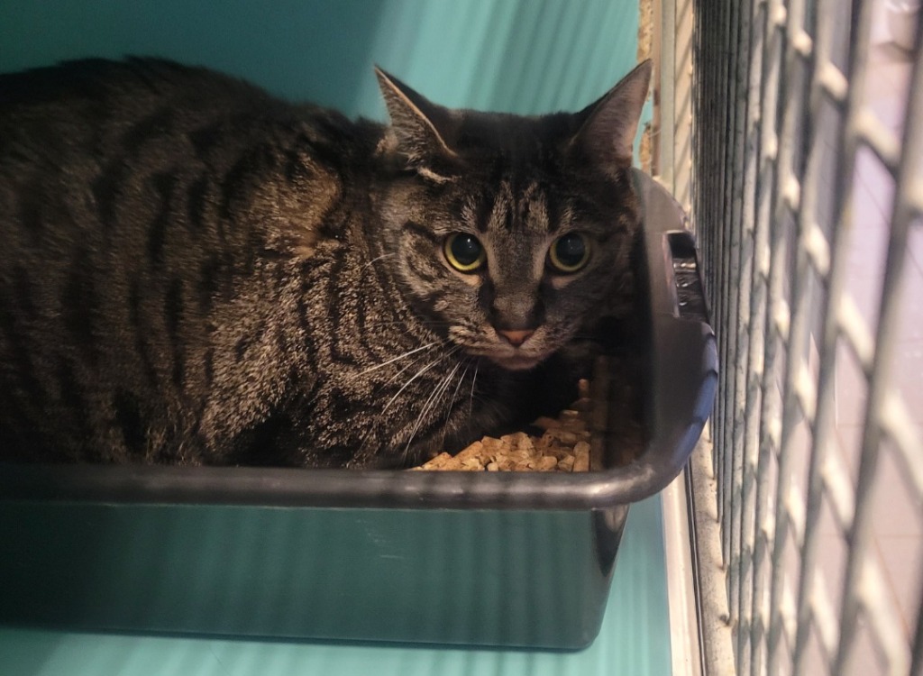 Adopter Velleda dit MIMINE, Chat - La SPA - Refuge de Le Garric – Albi