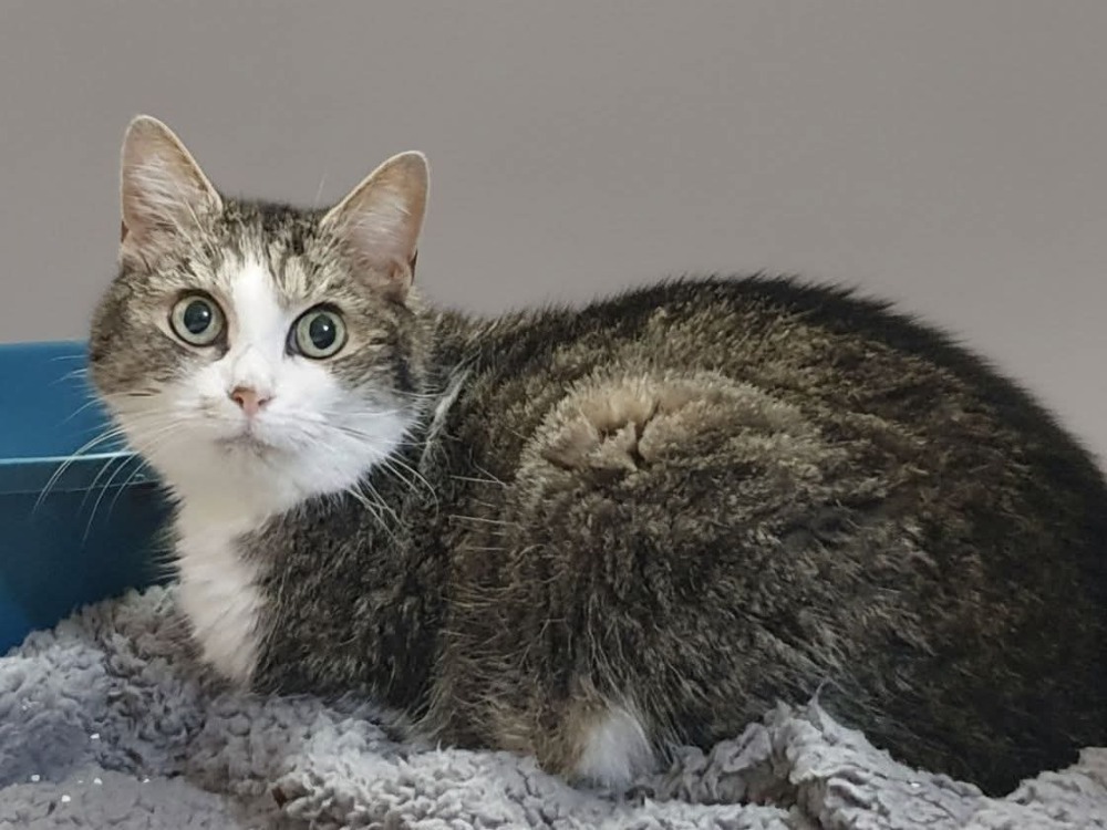 Adopter COTY CHA, Chat - La SPA - Refuge de Chamarande