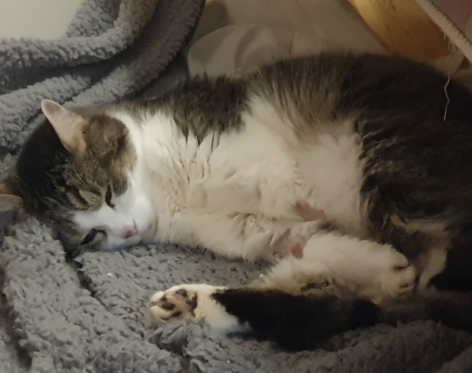 Adopter COTY CHA, Chat - La SPA - Refuge de Chamarande