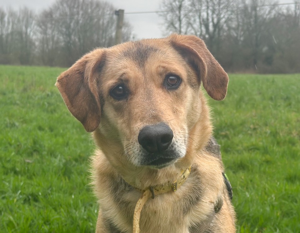 Adopter ROUXI, Chien - La SPA – Refuge de Vitré – Saint-Germain-du-Pinel