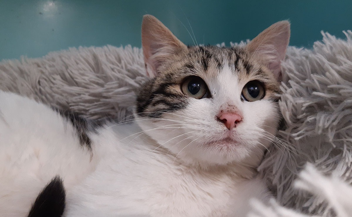 Adopter Sprint, Chat - La SPA - Refuge de Millau – L'Escale