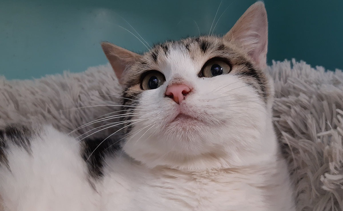 Adopter Sprint, Chat - La SPA - Refuge de Millau – L'Escale