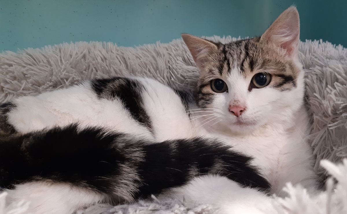 Adopter Sprint, Chat - La SPA - Refuge de Millau – L'Escale