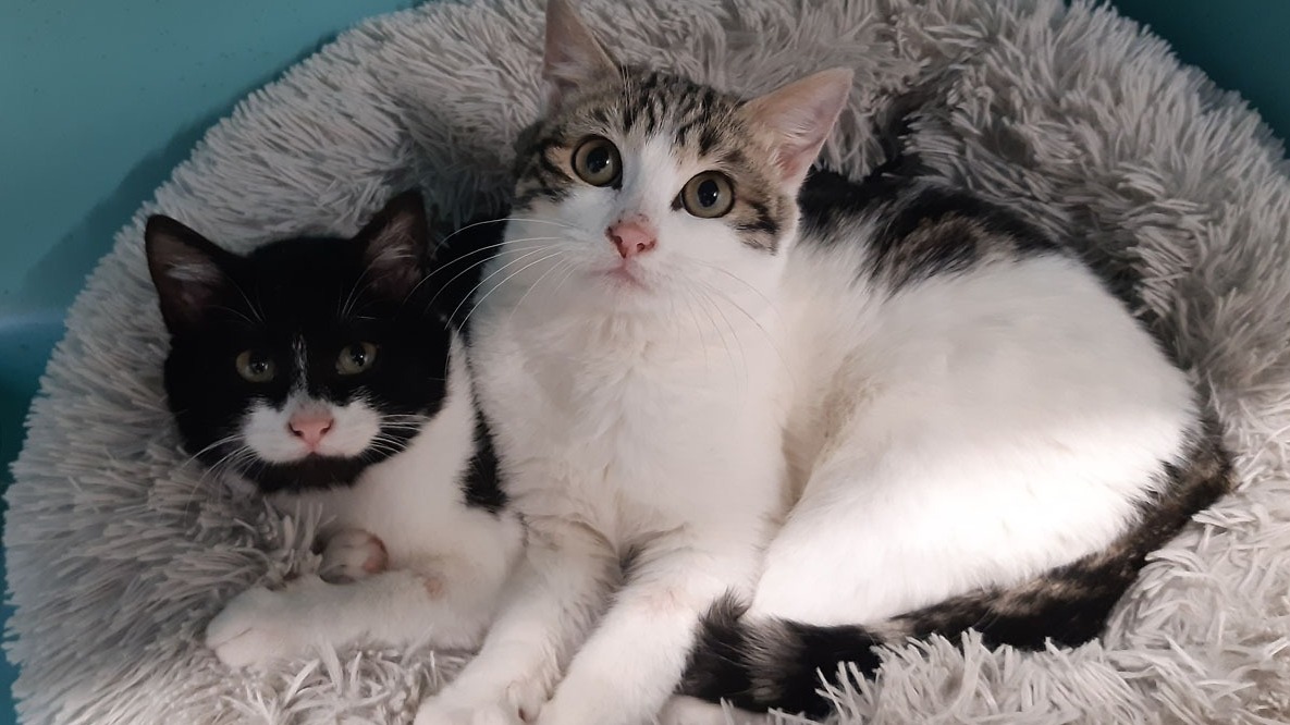 Adopter Sprint, Chat - La SPA - Refuge de Millau – L'Escale