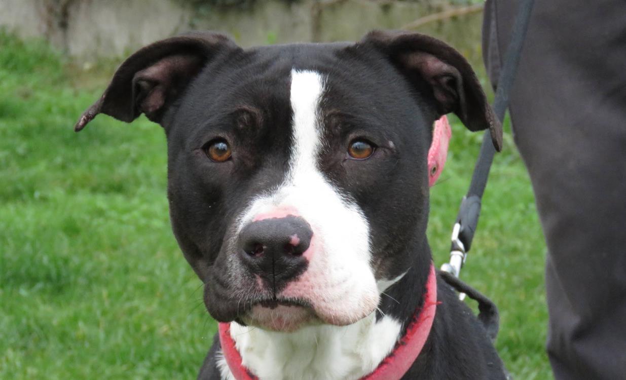 Adopter SOMBRA HAA24704, Chien - La SPA - Refuge d'Hermeray