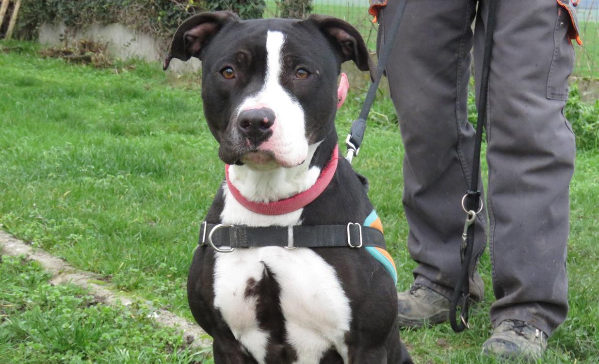 Adopter SOMBRA HAA24704, Chien - La SPA - Refuge d'Hermeray