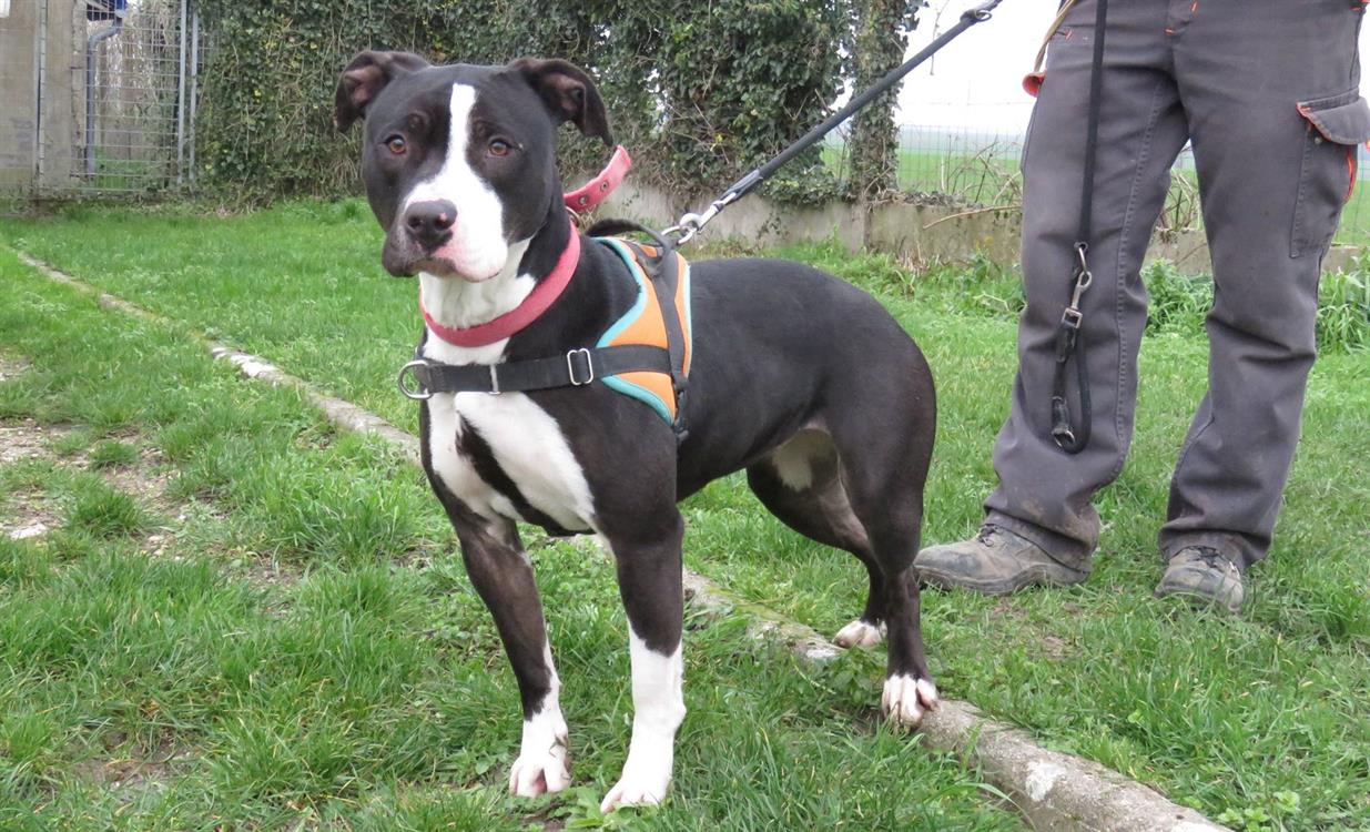 Adopter SOMBRA HAA24704, Chien - La SPA - Refuge d'Hermeray