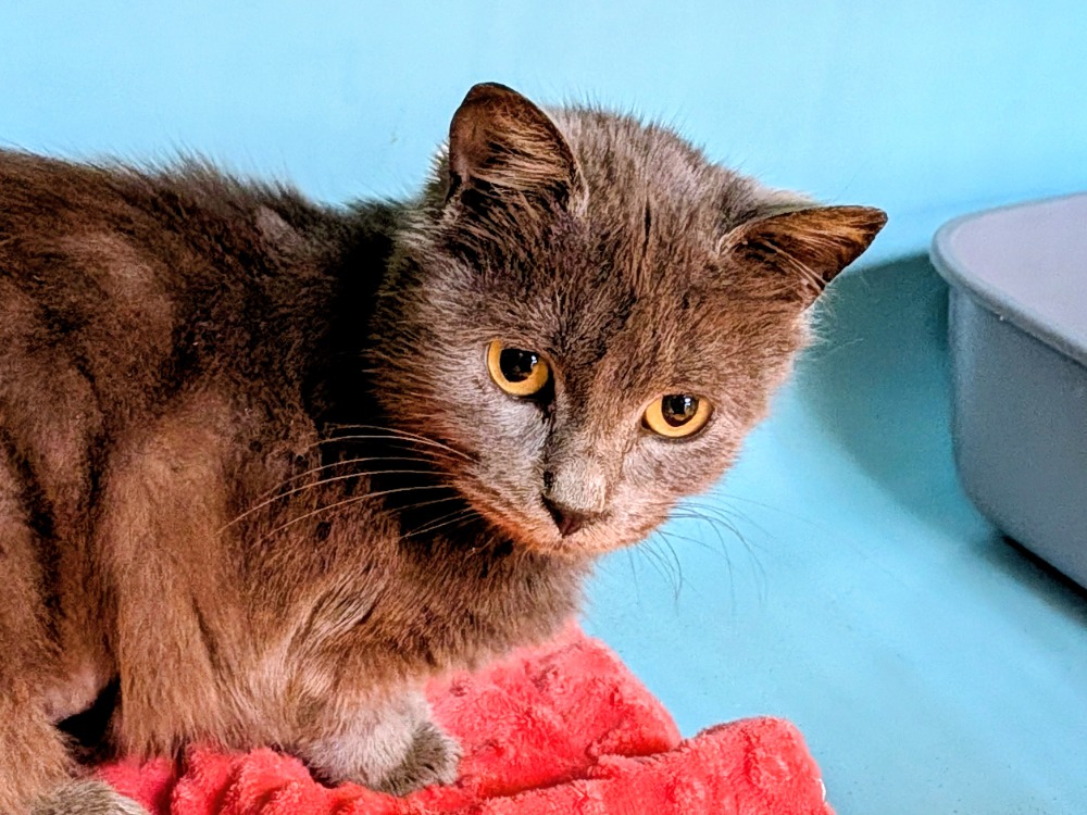 Adopter JAMOKA, Chat - La SPA - Refuge de Rennes