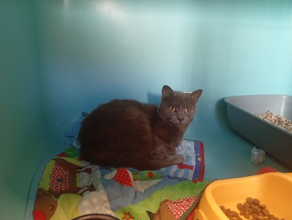 Adopter JAMOKA, Chat - La SPA - Refuge de Rennes