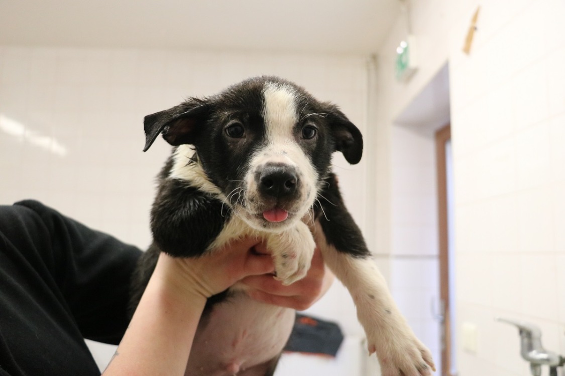 Adopter BABYBEL HAA24672, Chien - La SPA - Refuge d'Hermeray