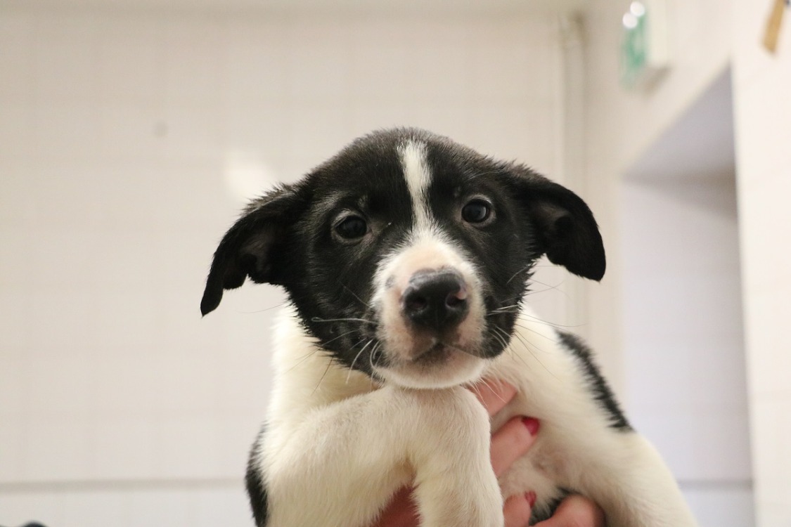 Adopter WALY HAA24673, Chien - La SPA - Refuge d'Hermeray