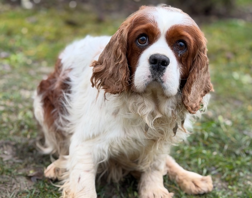 Cavalier King Charles à adopter à la SPA