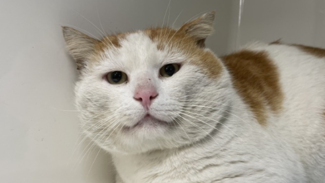 Adopter AMARO, Chat - La SPA - Refuge de Morée – Jean Leriche