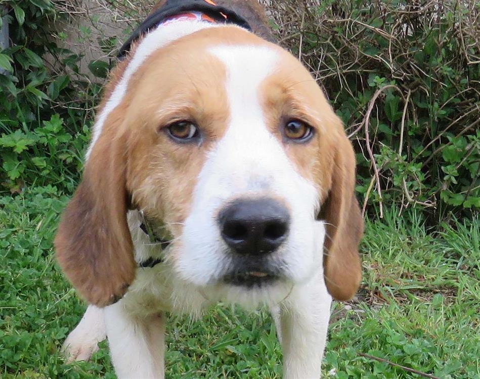 Adopter PANOU, Chien - La SPA - Refuge de Redon