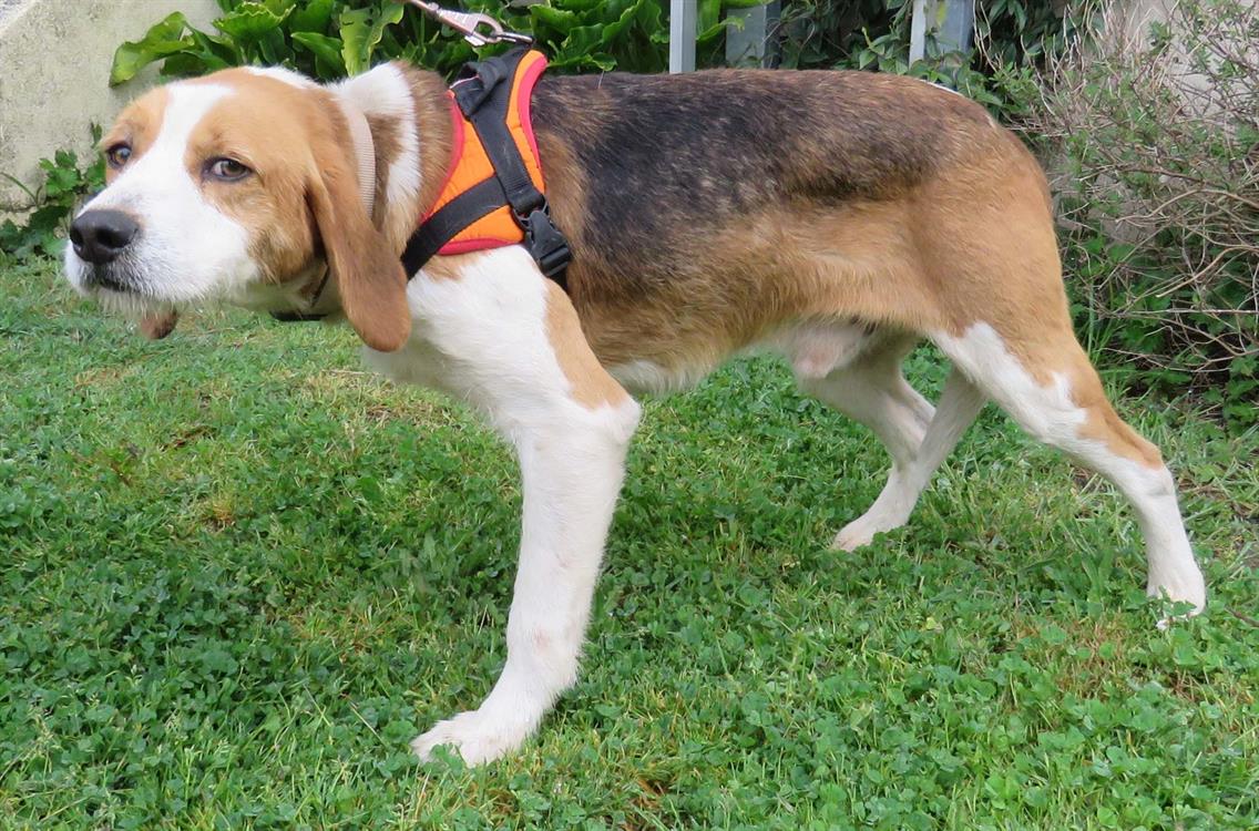 Adopter PANOU, Chien - La SPA - Refuge de Redon