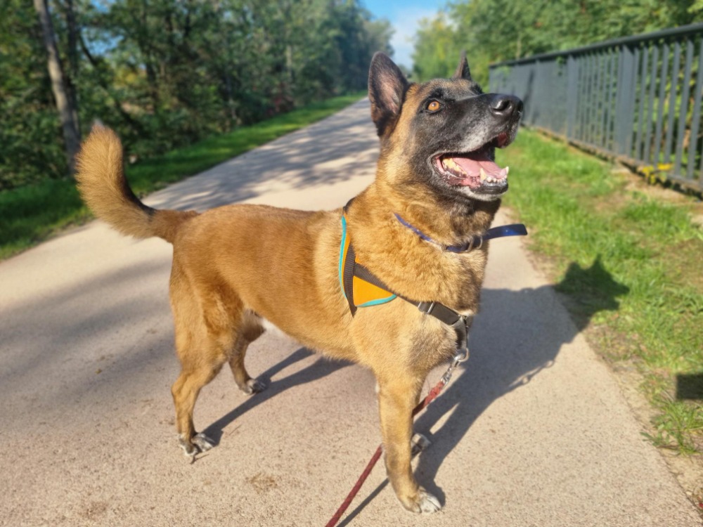Adopter Kaz, Chien - La SPA - Refuge de Montluçon – La Loue