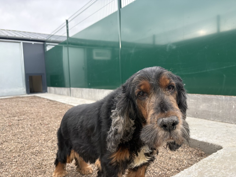 Adopter un Cocker anglais - LA SPA