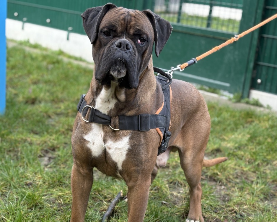 Adopter un Boxer - LA SPA