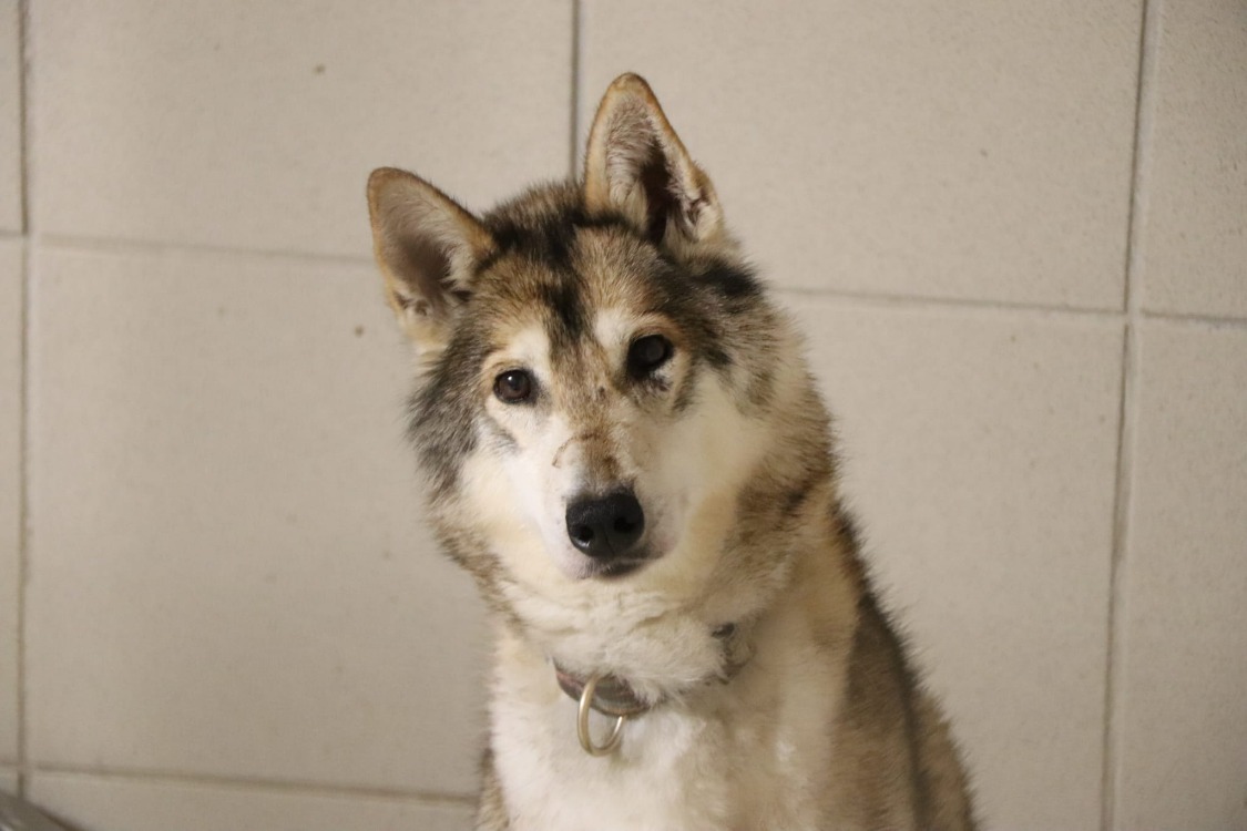 Adopter NIKYE, Chien - La SPA - Refuge de Saône et Loire – Beaurepaire ...