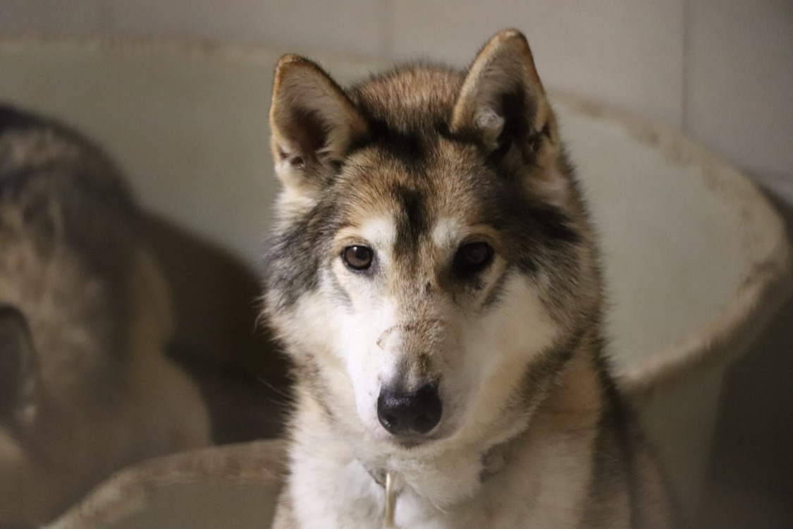 Adopter NIKYE, Chien - La SPA - Refuge de Saône et Loire – Beaurepaire ...