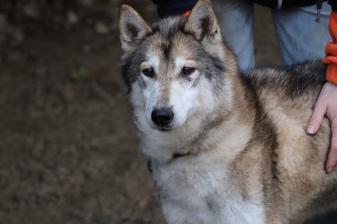 Adopter NIKYE, Chien - La SPA - Refuge de Saône et Loire – Beaurepaire ...