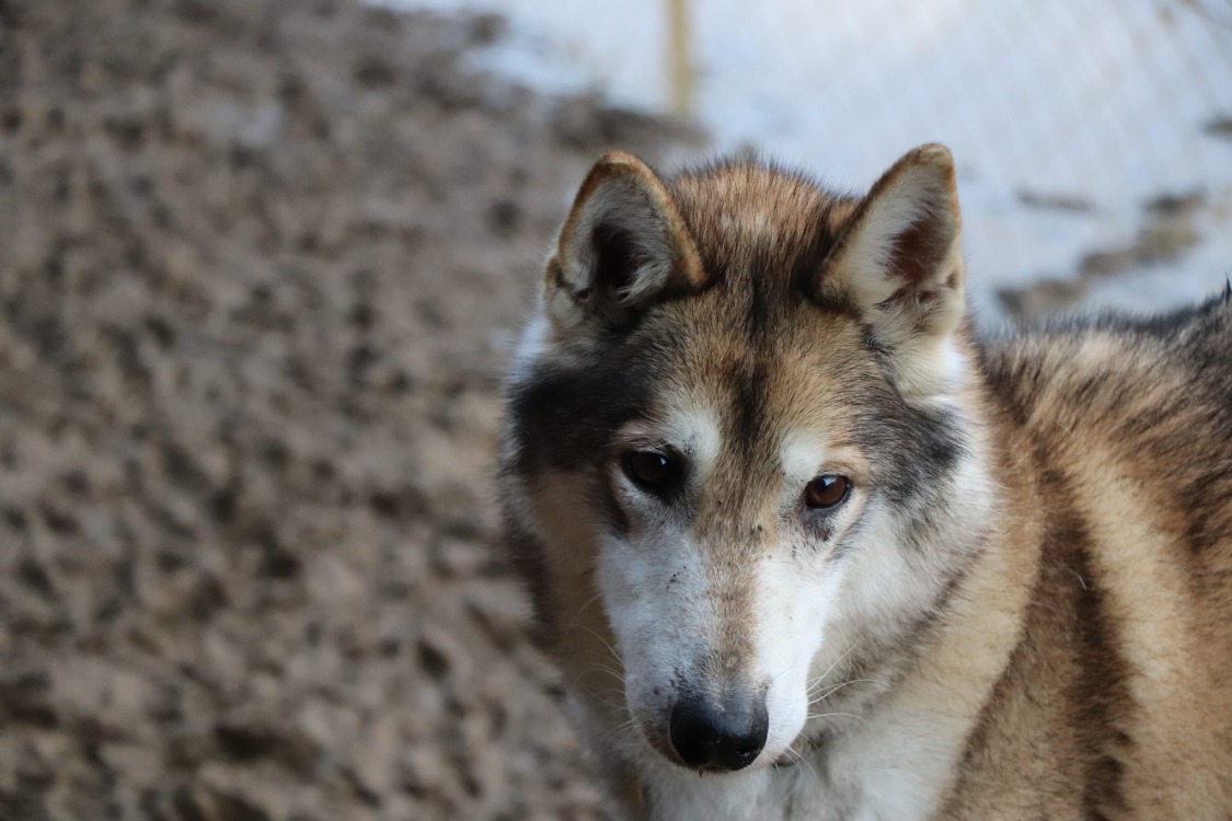 Adopter NIKYE, Chien - La SPA - Refuge de Saône et Loire – Beaurepaire ...