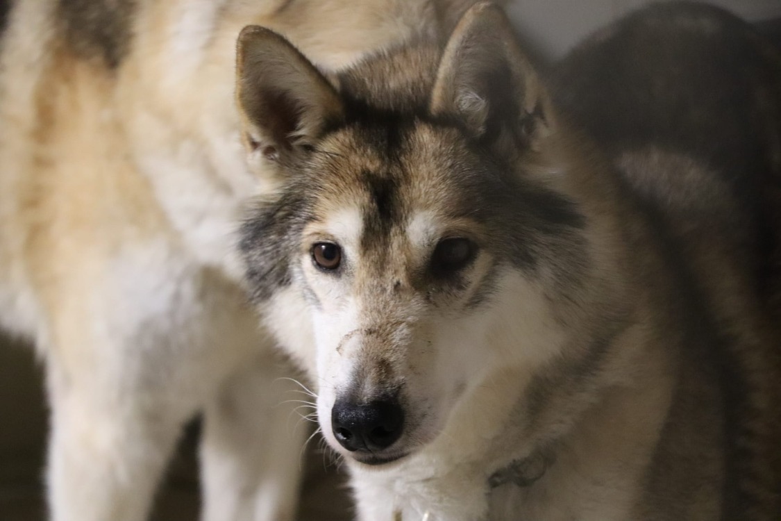 Adopter NIKYE, Chien - La SPA - Refuge de Saône et Loire – Beaurepaire ...
