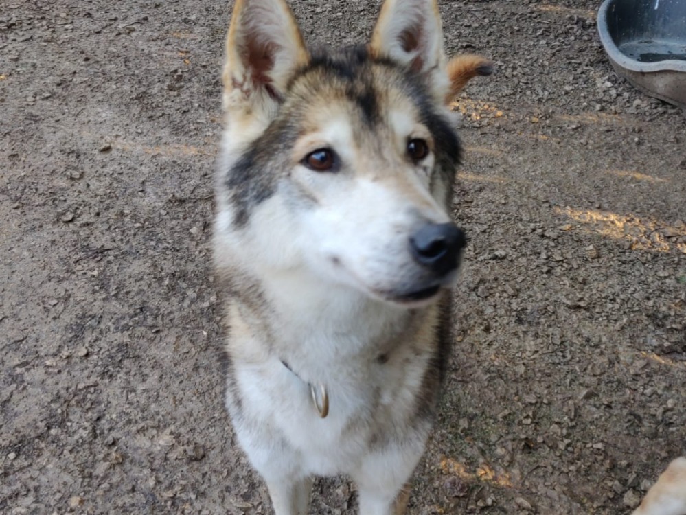Adopter NIKYE, Chien - La SPA - Refuge de Saône et Loire – Beaurepaire ...