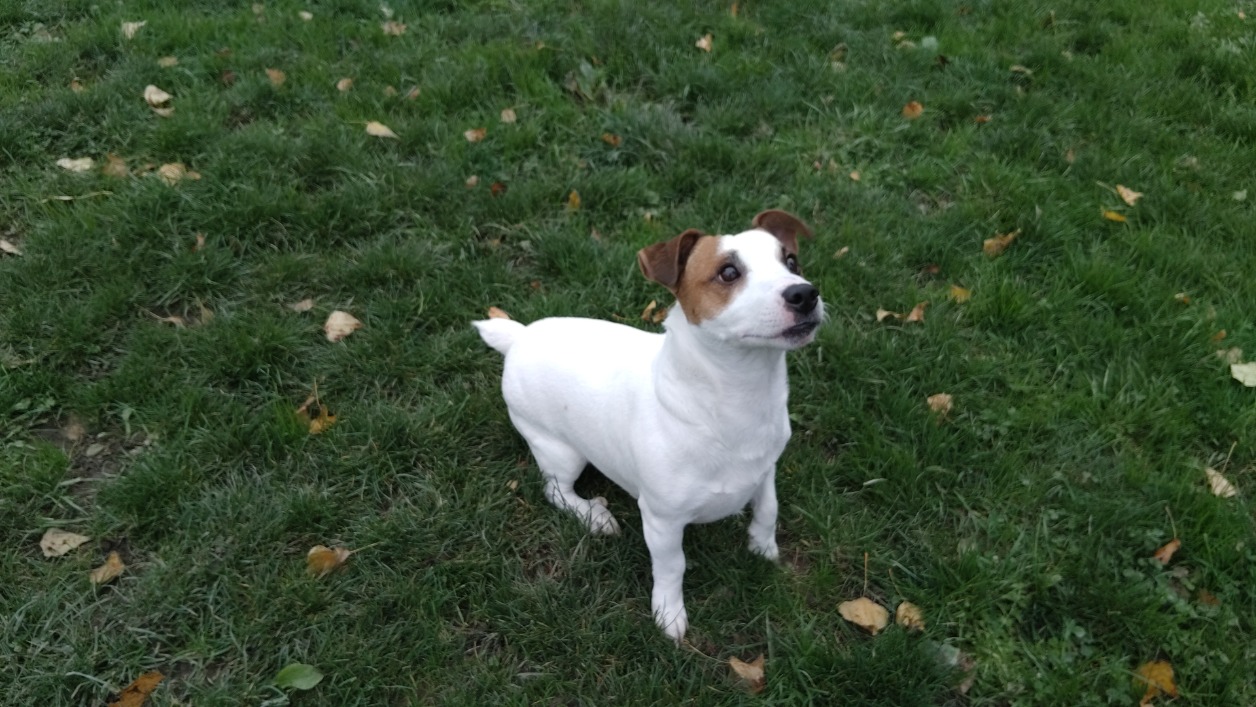 Adopter SNOOPY, Chien - La SPA - Refuge de Cholet – De l'Espérance