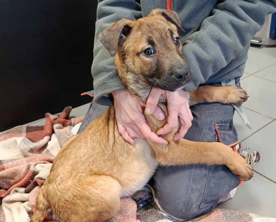 Refuge SPA d'Arry - Gerhard Cramer– 57 – Moselle – Adoption