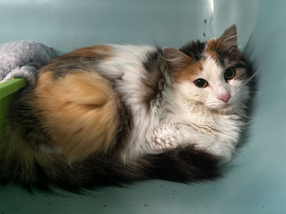 Adopter Volga, Chat - La SPA - Refuge de Marennes – Lyon