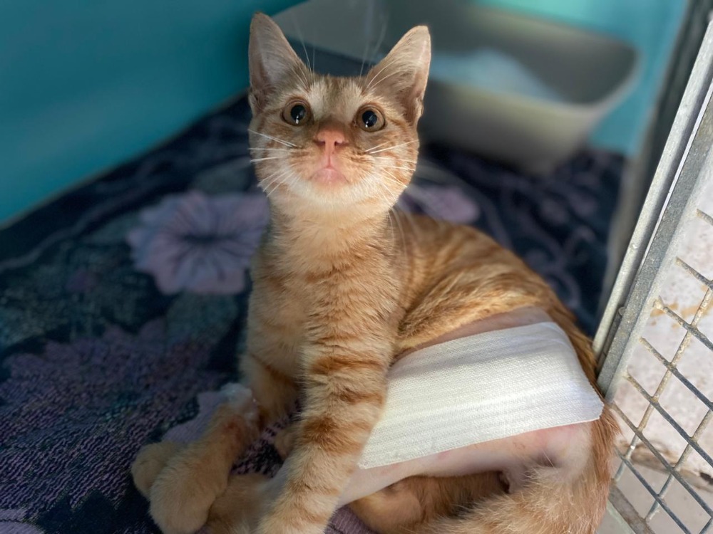 Adopter ROUXI (RESERVE), Chat - La SPA - Refuge de Guadeloupe – Papillon