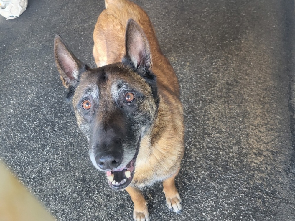 Adopter BLACK II, Chien - La SPA - Refuge de Le Garric – Albi