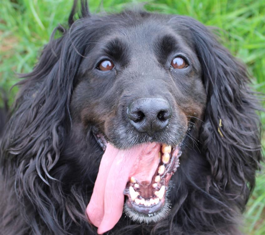 Adopter un Cocker anglais - LA SPA