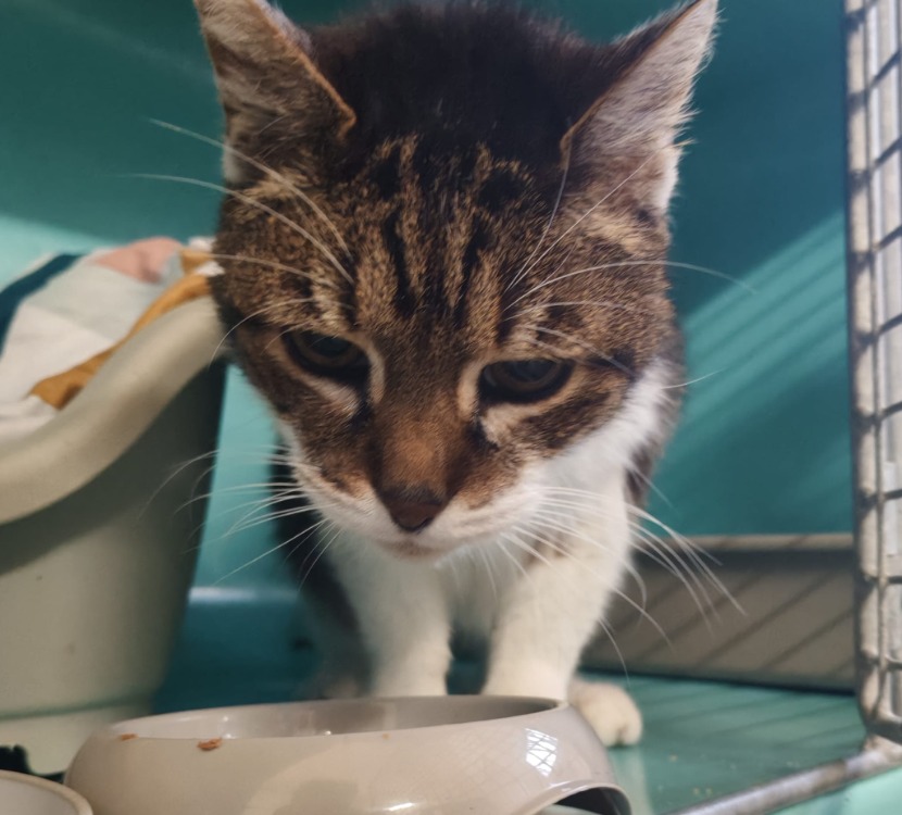 Adopter KAPA, Chat - La SPA - Refuge de Gennevilliers – Grammont