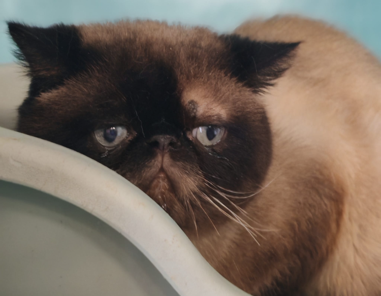 Adopter PABLO, Chat - La SPA - Refuge de Gennevilliers – Grammont