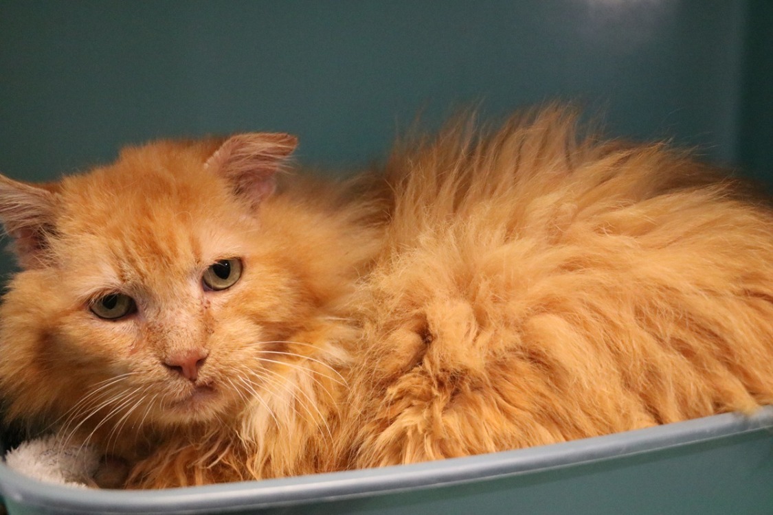 Adopter TOBLERONE HAB17534, Chat - La SPA - Refuge d'Hermeray