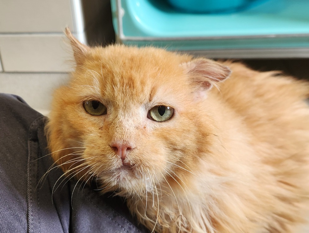 Adopter TOBLERONE HAB17534, Chat - La SPA - Refuge d'Hermeray