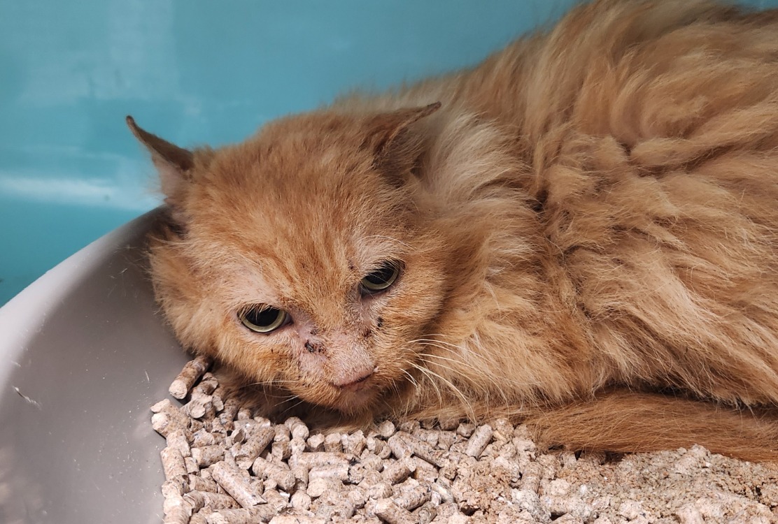 Adopter TOBLERONE HAB17534, Chat - La SPA - Refuge d'Hermeray