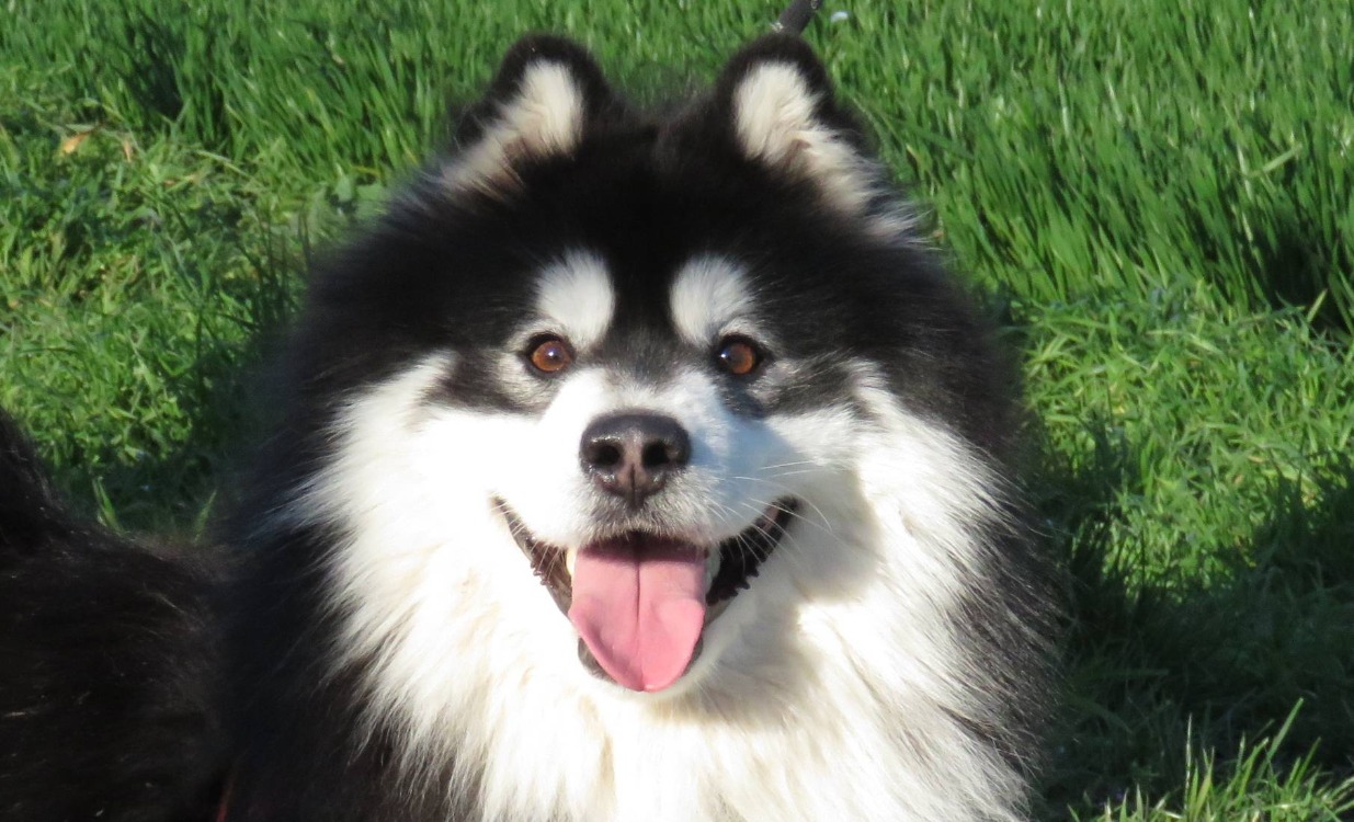 Adopter un Spitz - LA SPA