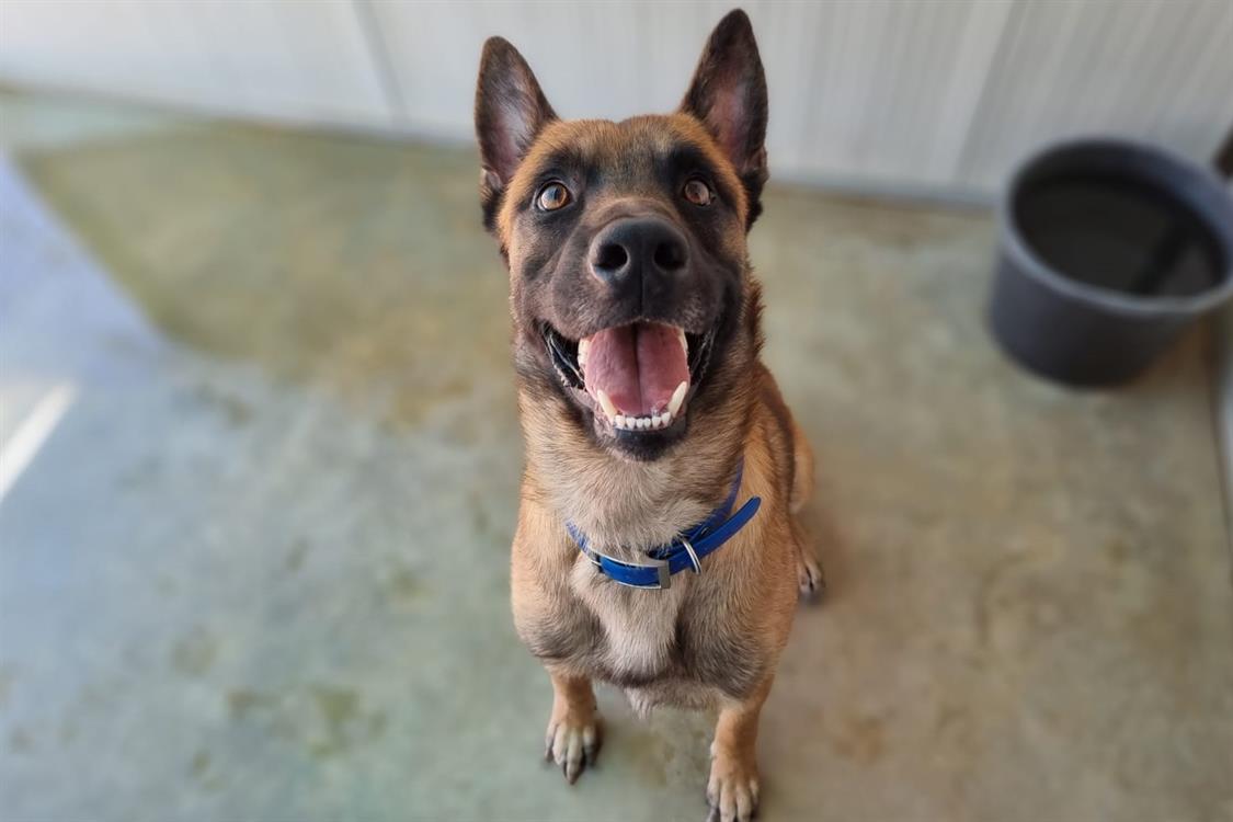Adopter Simba, Chien - La SPA - Refuge de Lezignan Corbières