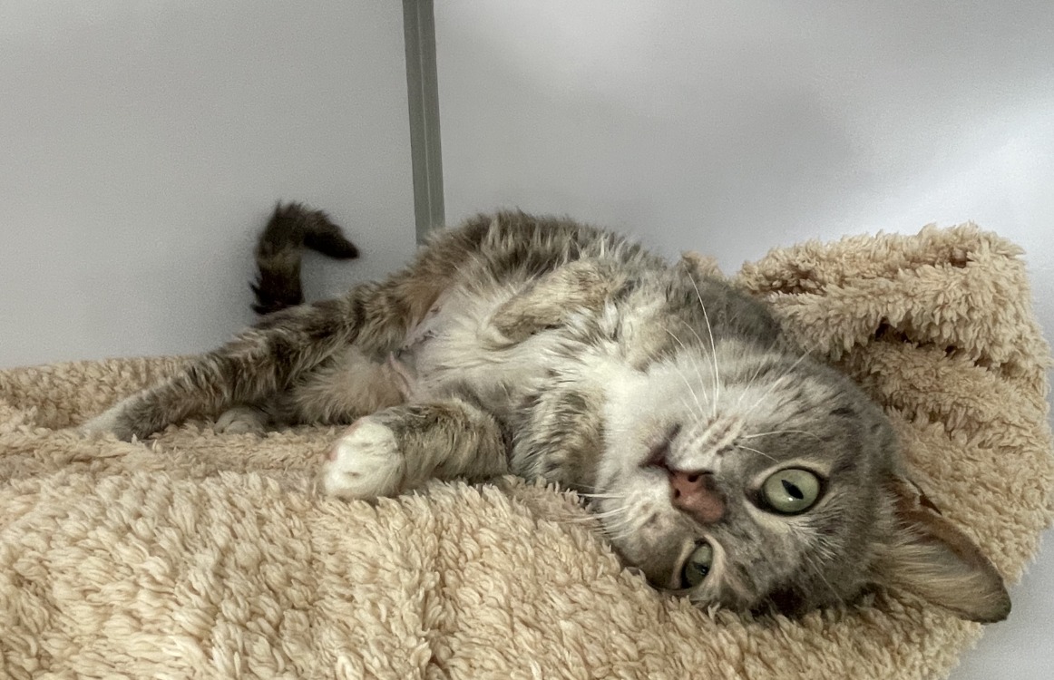 Adopter Spipa, Chat - La SPA - Refuge de Plouhinec