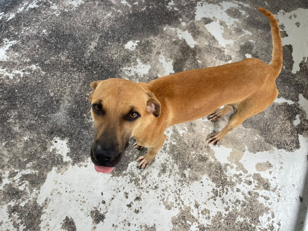 Adopter THALES, Chien - La SPA - Refuge de Guadeloupe – Papillon