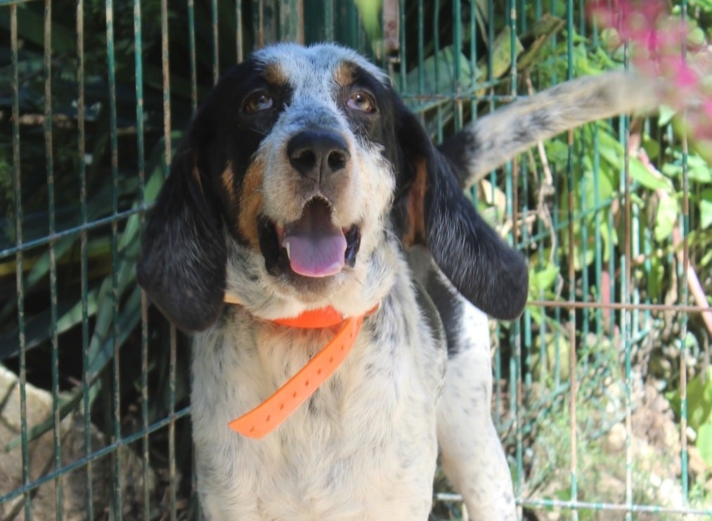 Adopter ARTHUR, Chien - La SPA - Refuge d'Étalondes