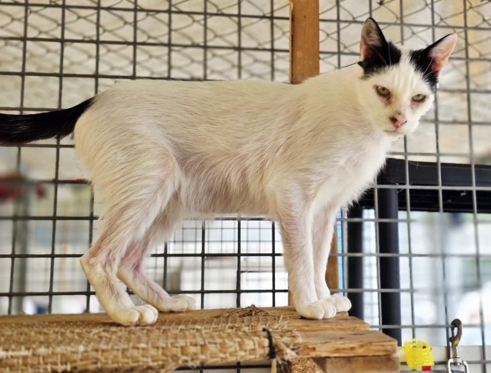 Adopter OREO, Chat - La SPA - Refuge de Marennes – Lyon