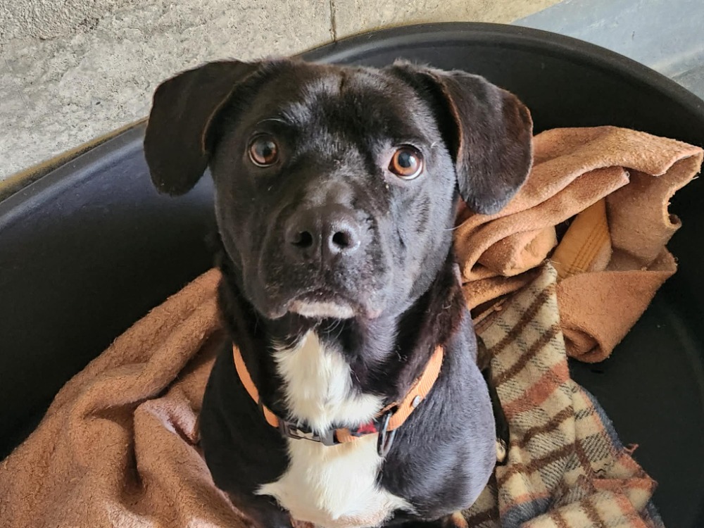 Adopter ILTON, Chien - La SPA - Refuge de Luynes – Tours